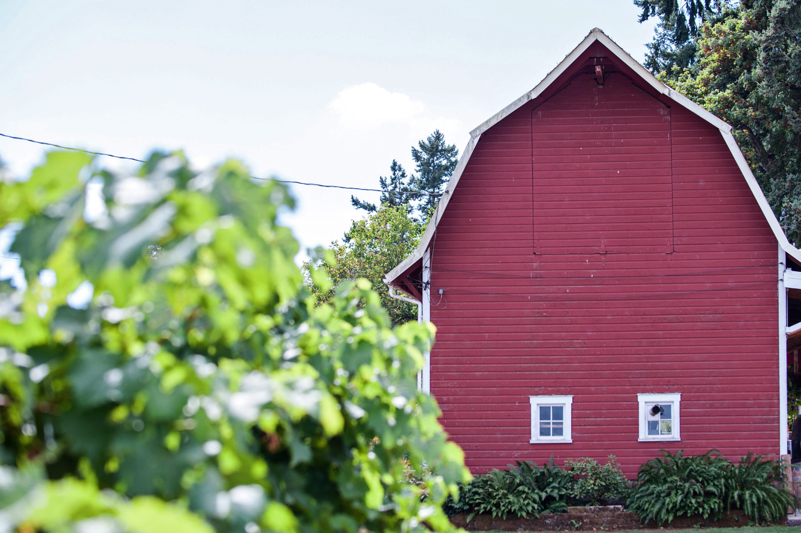 Best Cascade Foothills Wineries | WineryHunt Oregon