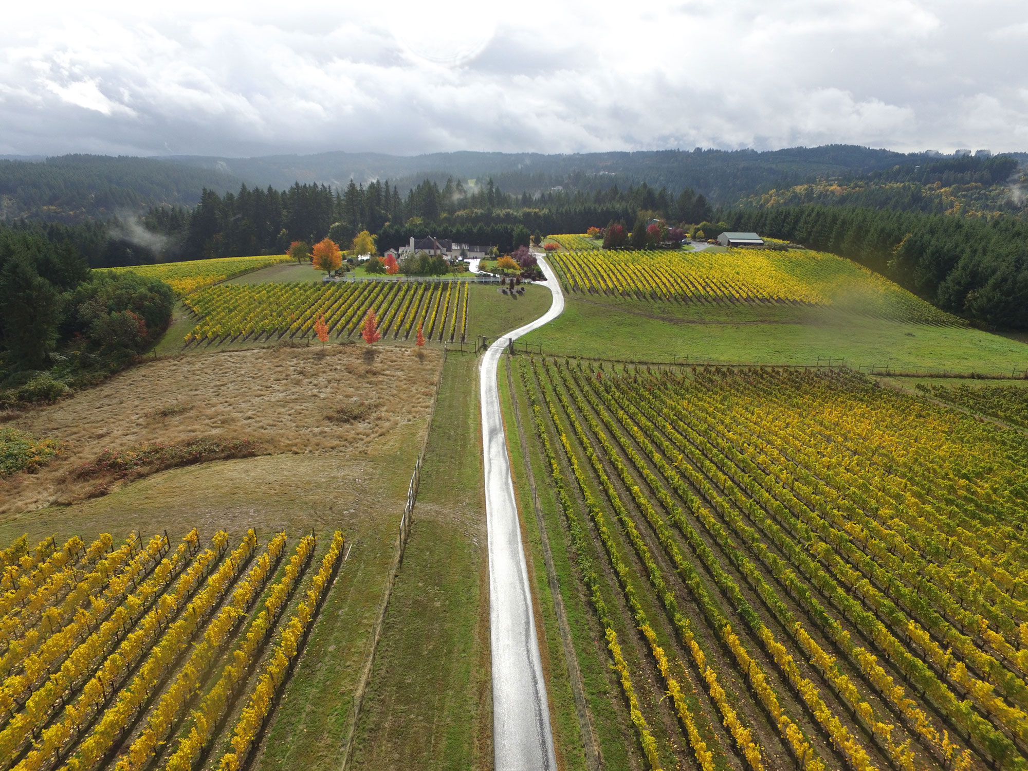 Best Wineries Laurelwood District AVA | WineryHunt Oregon