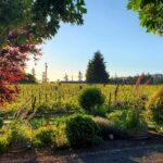 Best Wineries in the Newberg, Oregon Countryside | WineryHunt Oregon